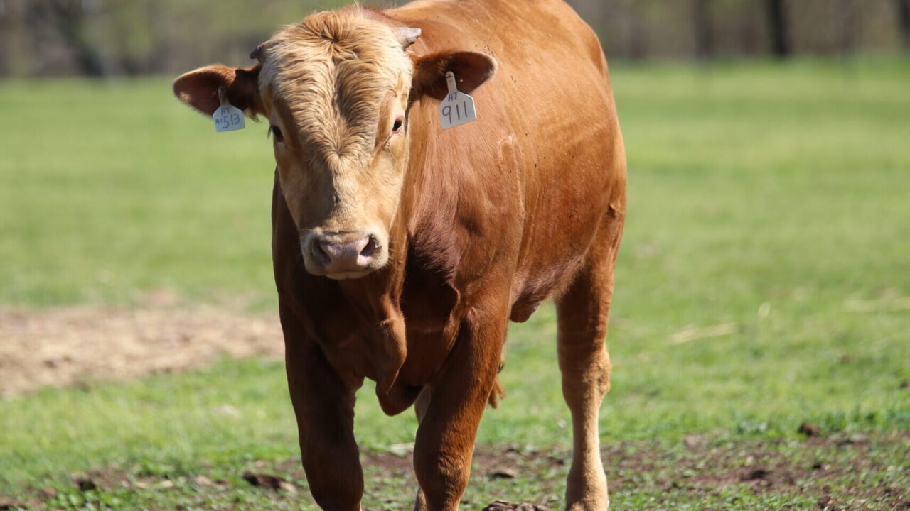 Will-Acres Farm | A Missouri Red Angus- Akaushi Cross Cattle Farn
