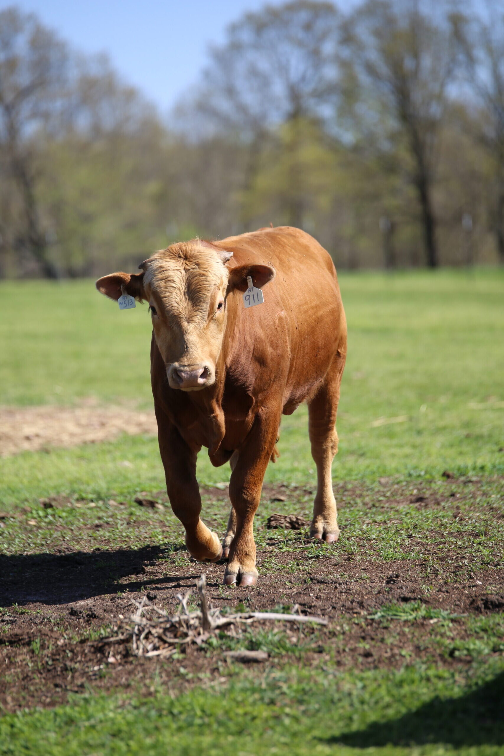 Will-Acres Farm | A Missouri Red Angus- Akaushi Cross Cattle Farn